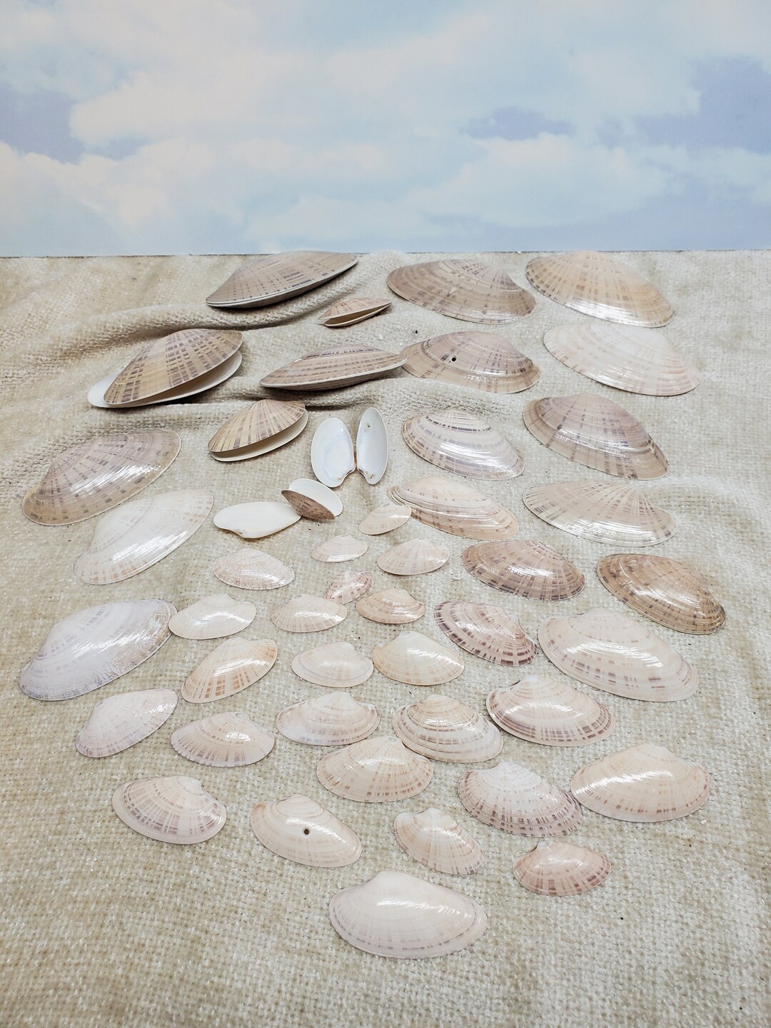 Shells Sun Ray Venus Clam Shells - Etsy