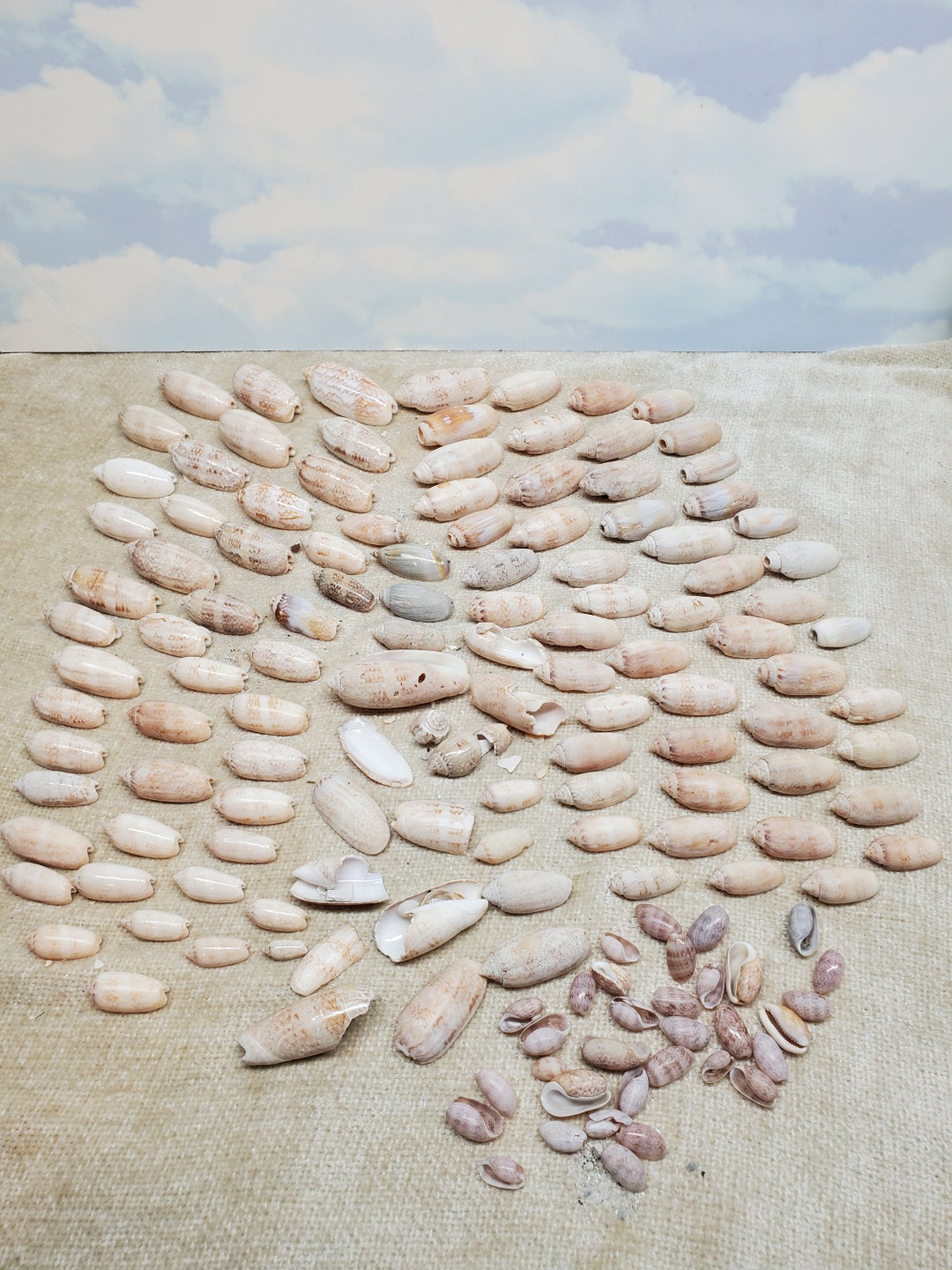 Olive Shells and Bubble Shells - Etsy