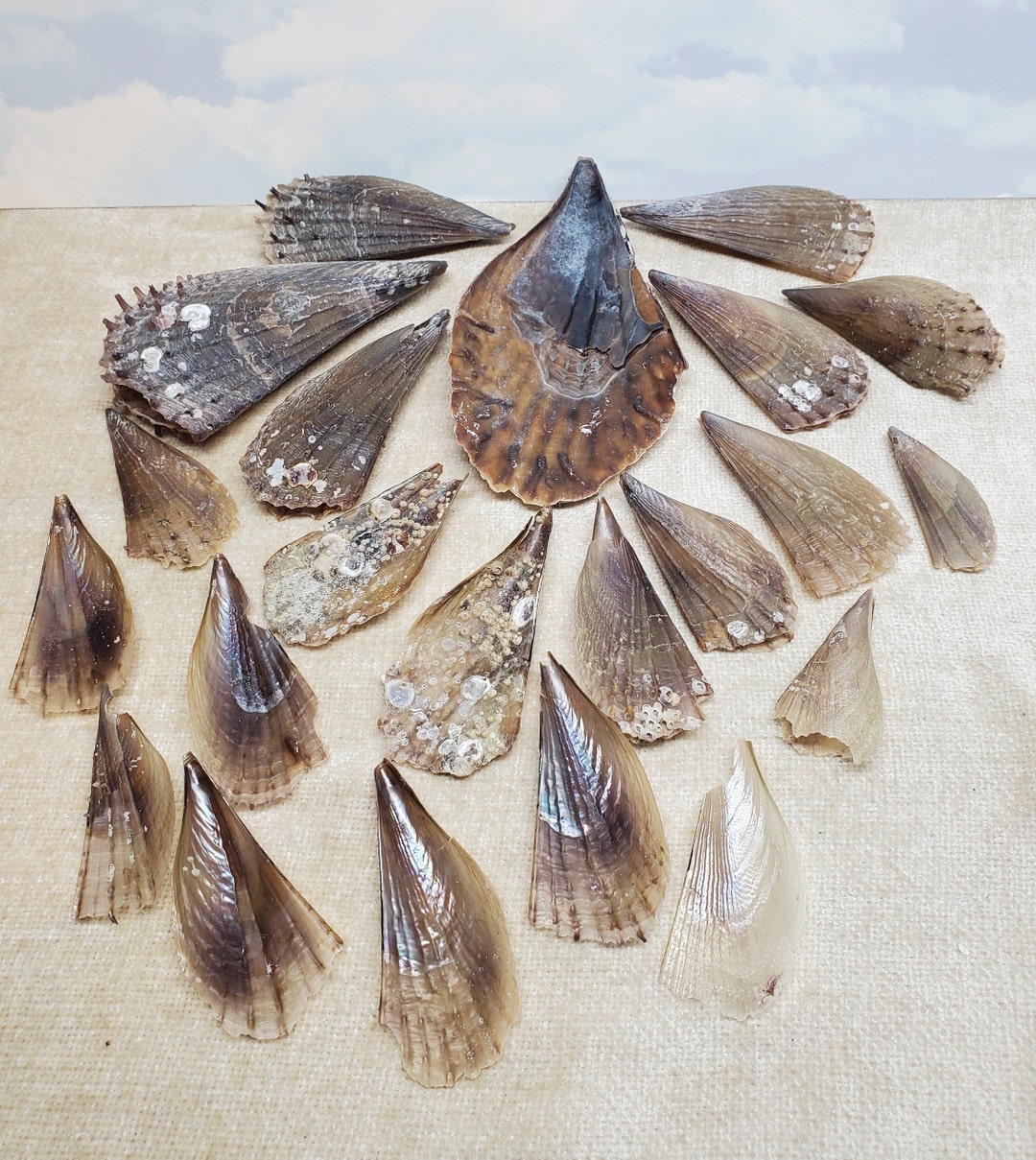 Shells Pen Shells Sawtooth and Hard Pen Shells - Etsy