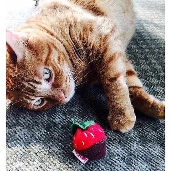 Strawberry Cat - Etsy