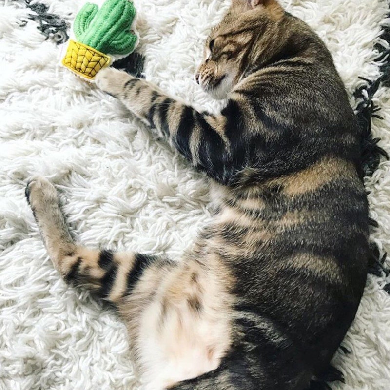 Cat Cactus - Etsy