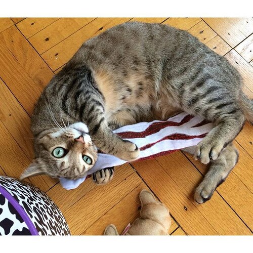 Catnip Cannoli Cat Toy - Etsy