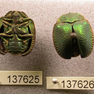 Green Beetle Art Deco Stick Pin, Beetle and Gold Pin, Yellow Gold Hat ...