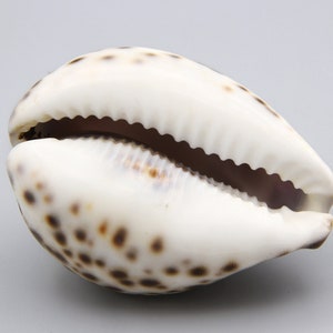 Hand Carved Tiger Cowry With Haifa Scene, Israel Jewish Decorative Art ...
