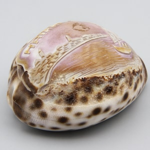 Hand Carved Tiger Cowry With Haifa Scene, Israel Jewish Decorative Art ...