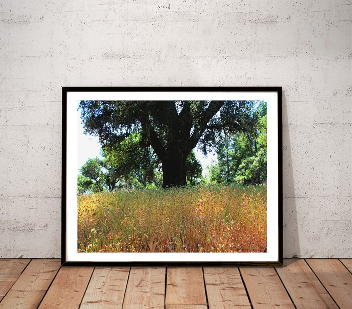 Tree Photography Art Print, California Landscape Photo Print, Green ...