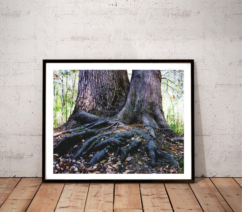 Tree Photography Print Woods Forest Art Print Canvas Tree - Etsy