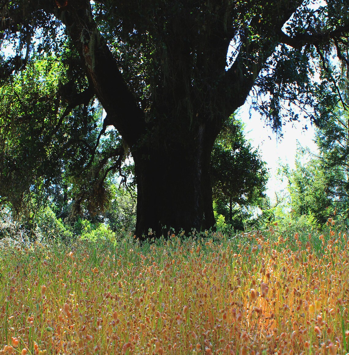 Tree Photography Art Print, California Landscape Photo Print, Green ...
