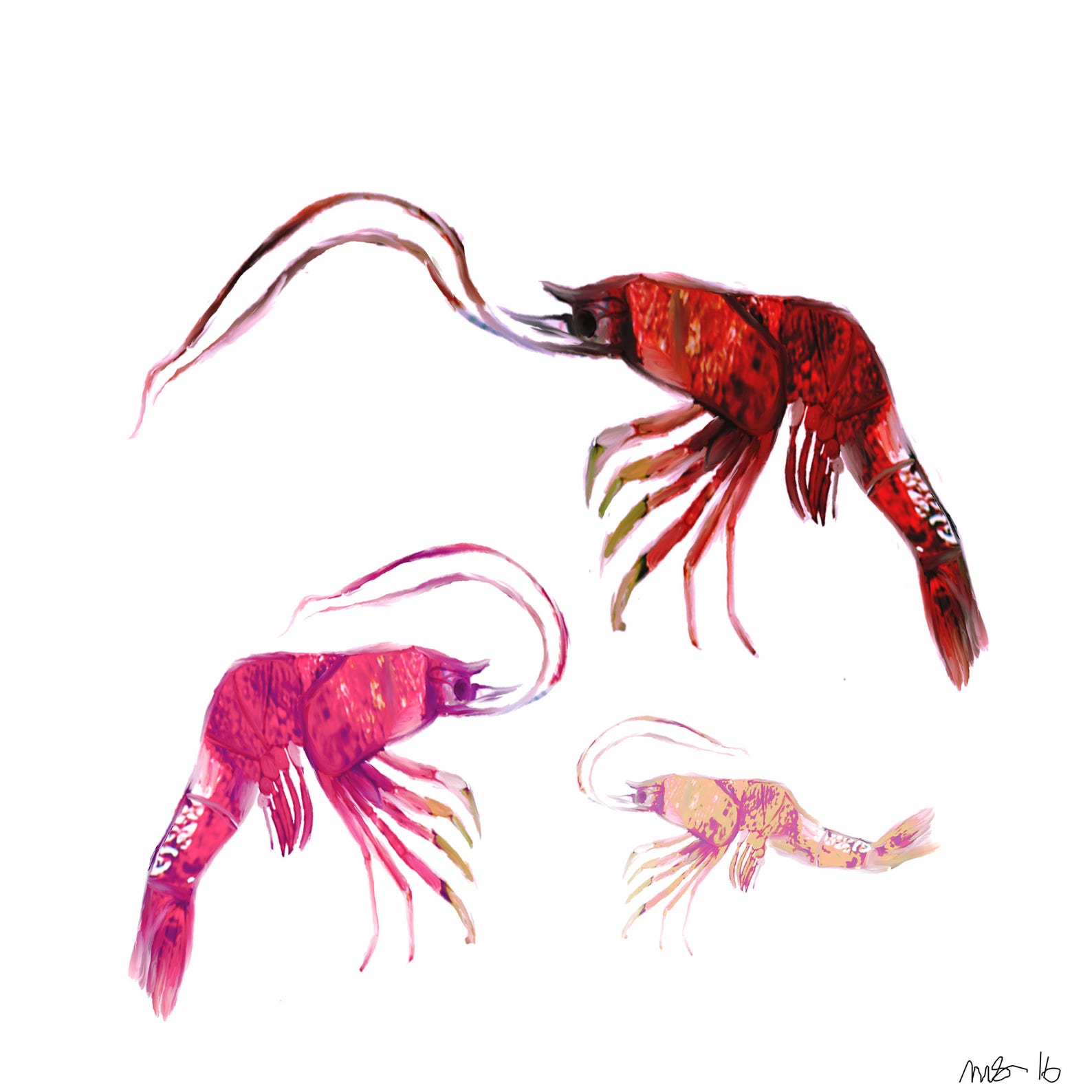 Shrimp Art Print, Endangered Species Illustration Print, Coastal Beach ...