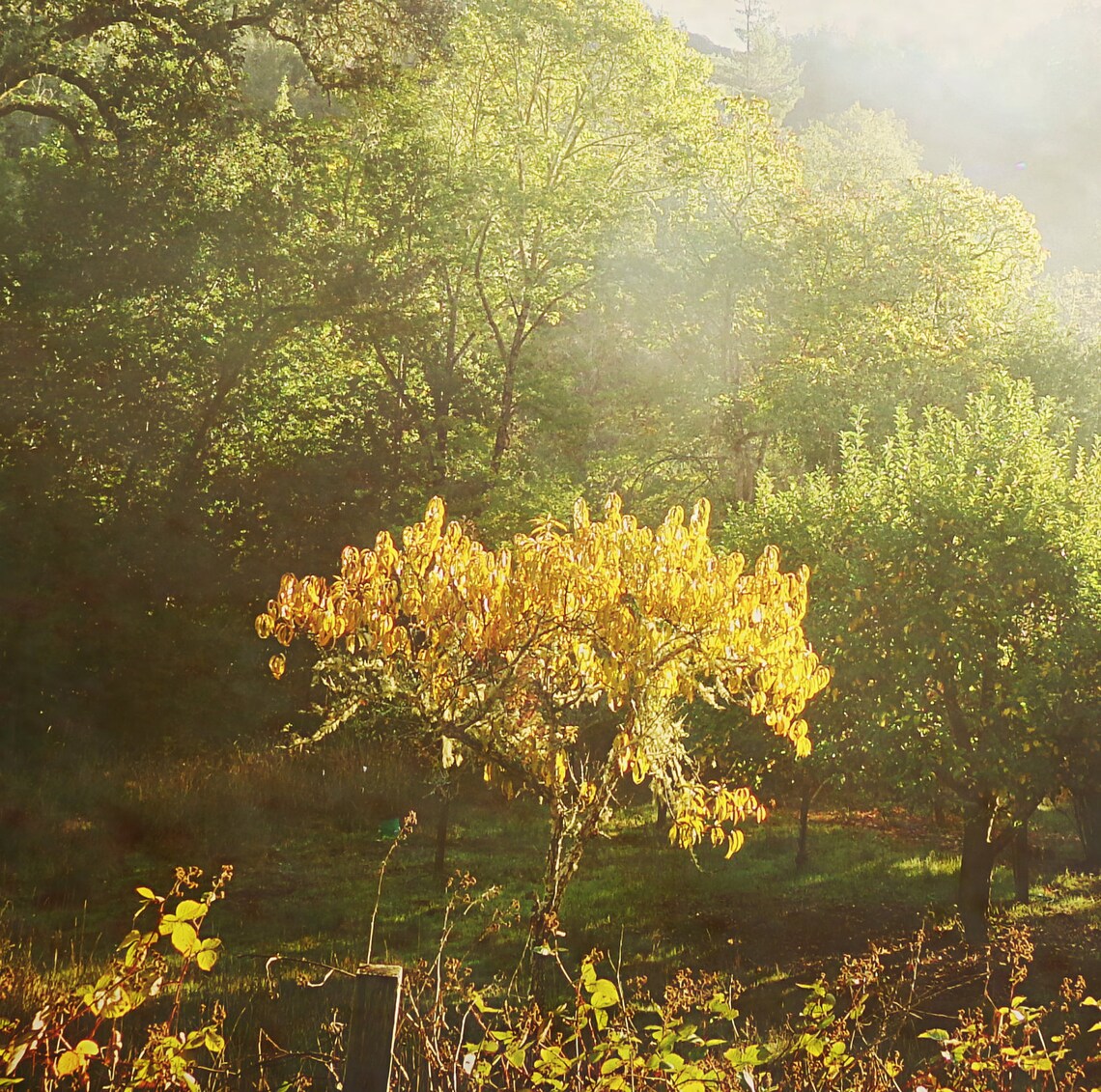 Nature Photography Print, Pastoral Landscape Print, Fall Wall Art ...