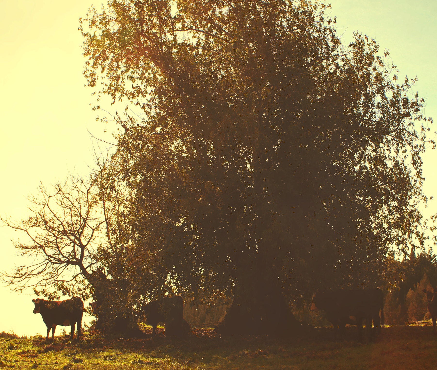 Pastoral Landscape Art Print, Nature Photography Print, Rural Landscape ...