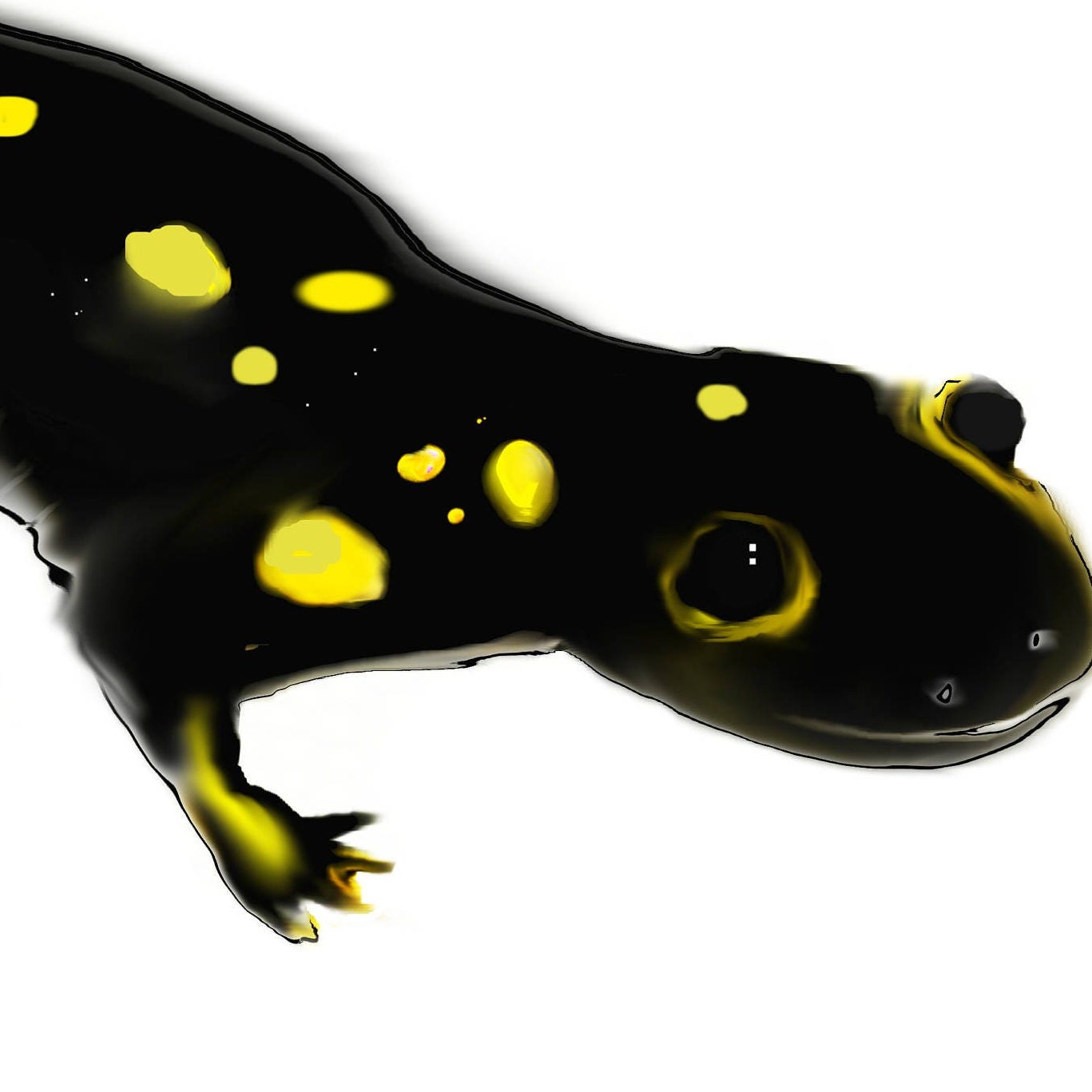 Salamander Art Print, Animal Wall Art, Endangered Species Illustration ...