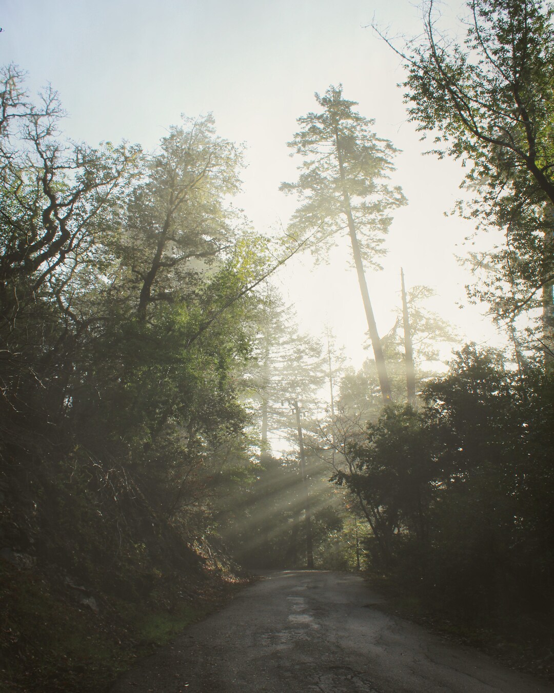 Woods Photography Print, Nature Art Print, Crepuscular Rays Art, Green ...