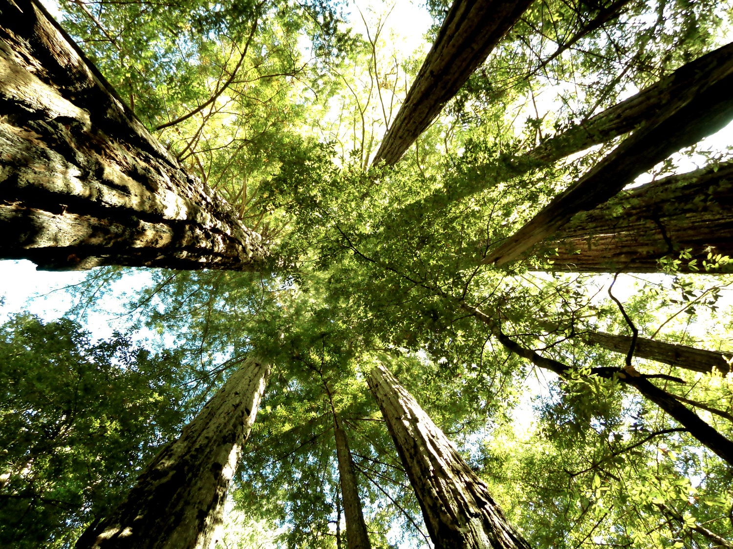 Forest Canopy Photography Print, Trees Art Print, Nature Wall Art ...