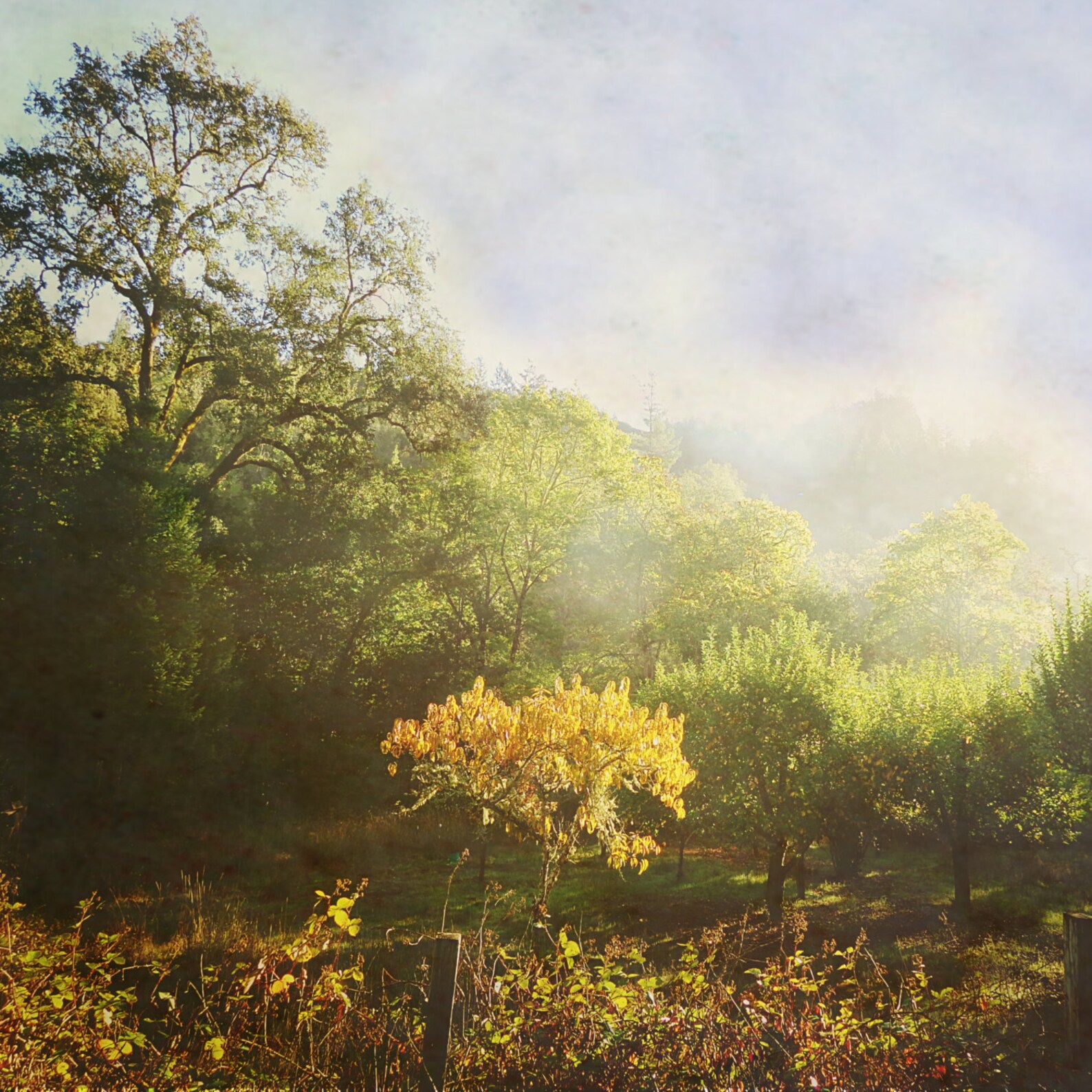 Nature Photography Print, Pastoral Landscape Print, Fall Wall Art ...