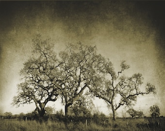 Fine Art Oak Tree Photography- Black and White Landscape Photo Print - Etsy