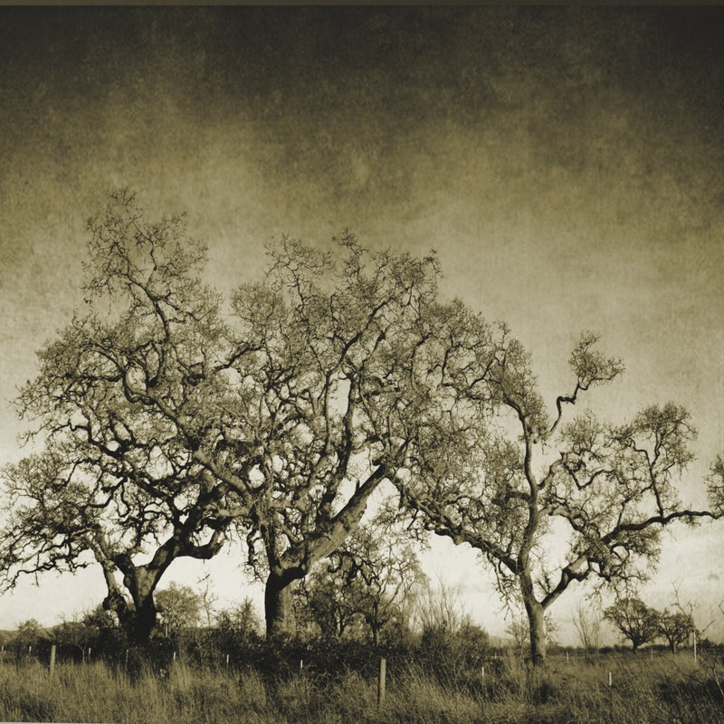 Sepia Tree - Etsy