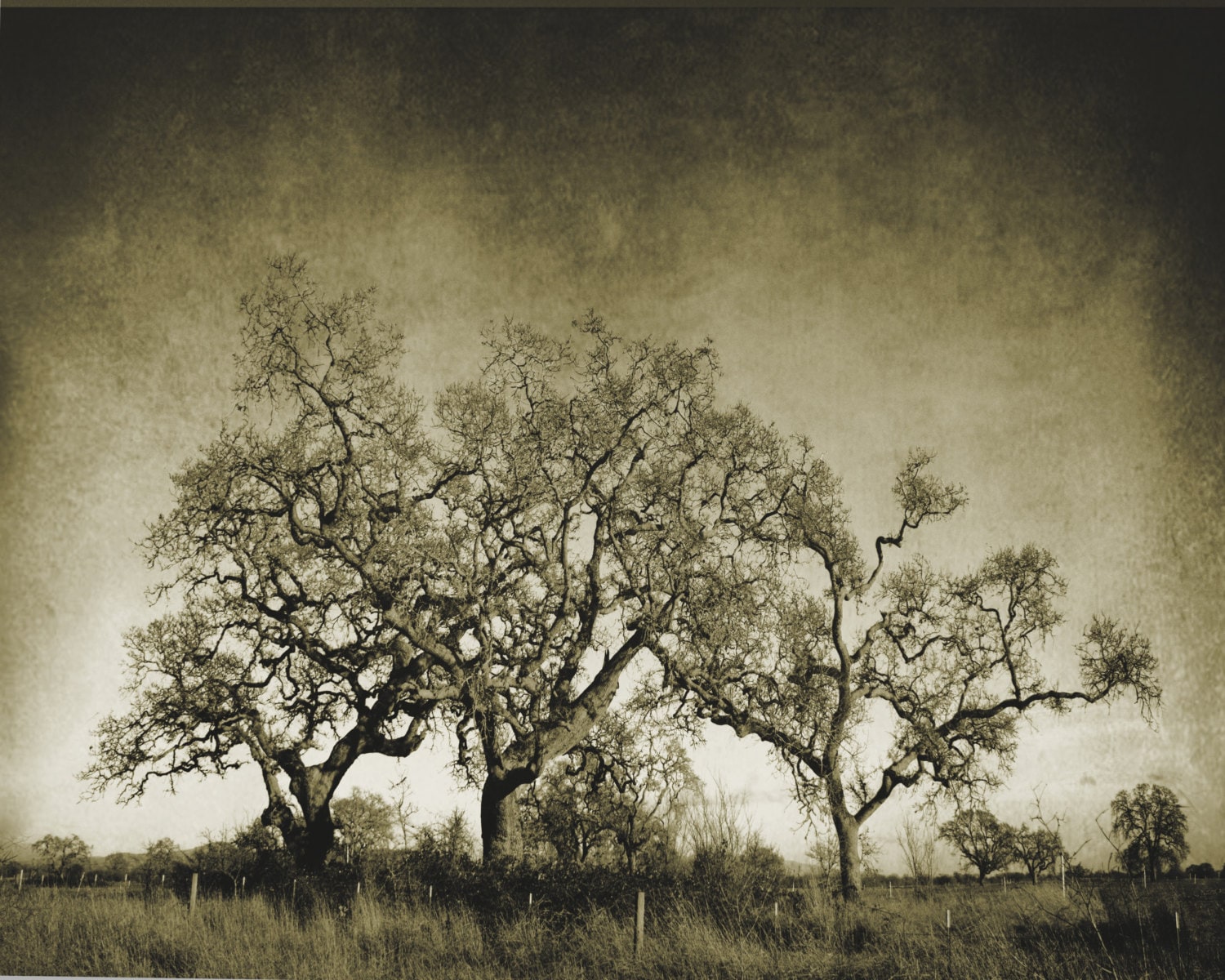 Black and White Tree Photography Print, Nature Art Print, Sepia Large ...