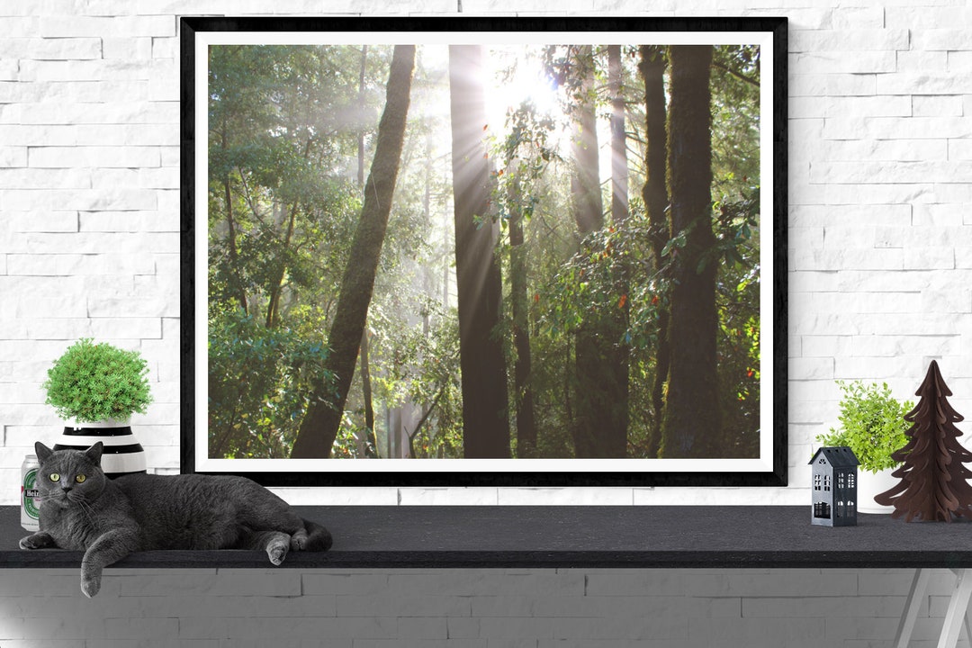 Forest Photography Print, Nature Wall Art, Trees Large Wall Art, Woods ...