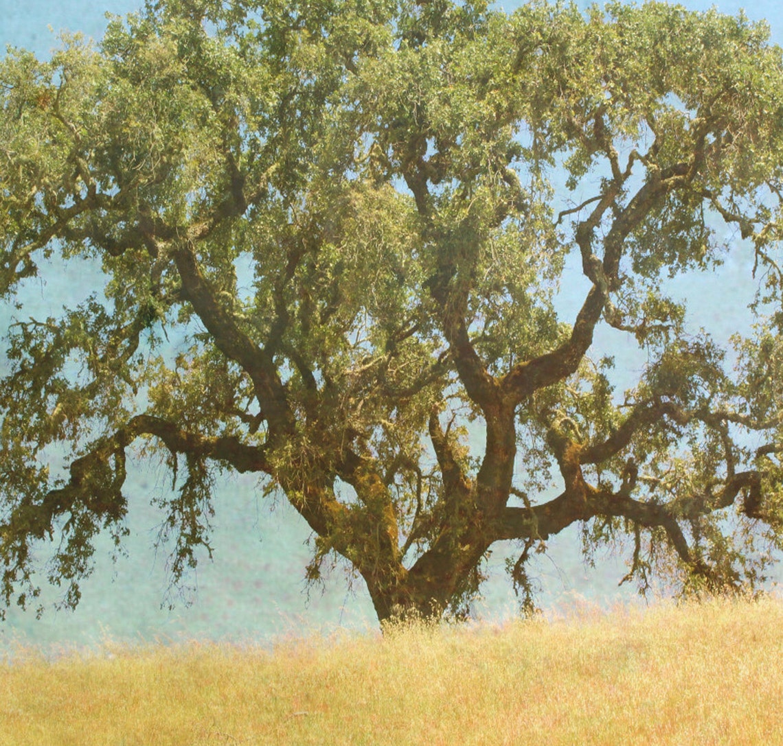 Tree Photography, Nature Wall Art, Oak Tree Art Print, California ...