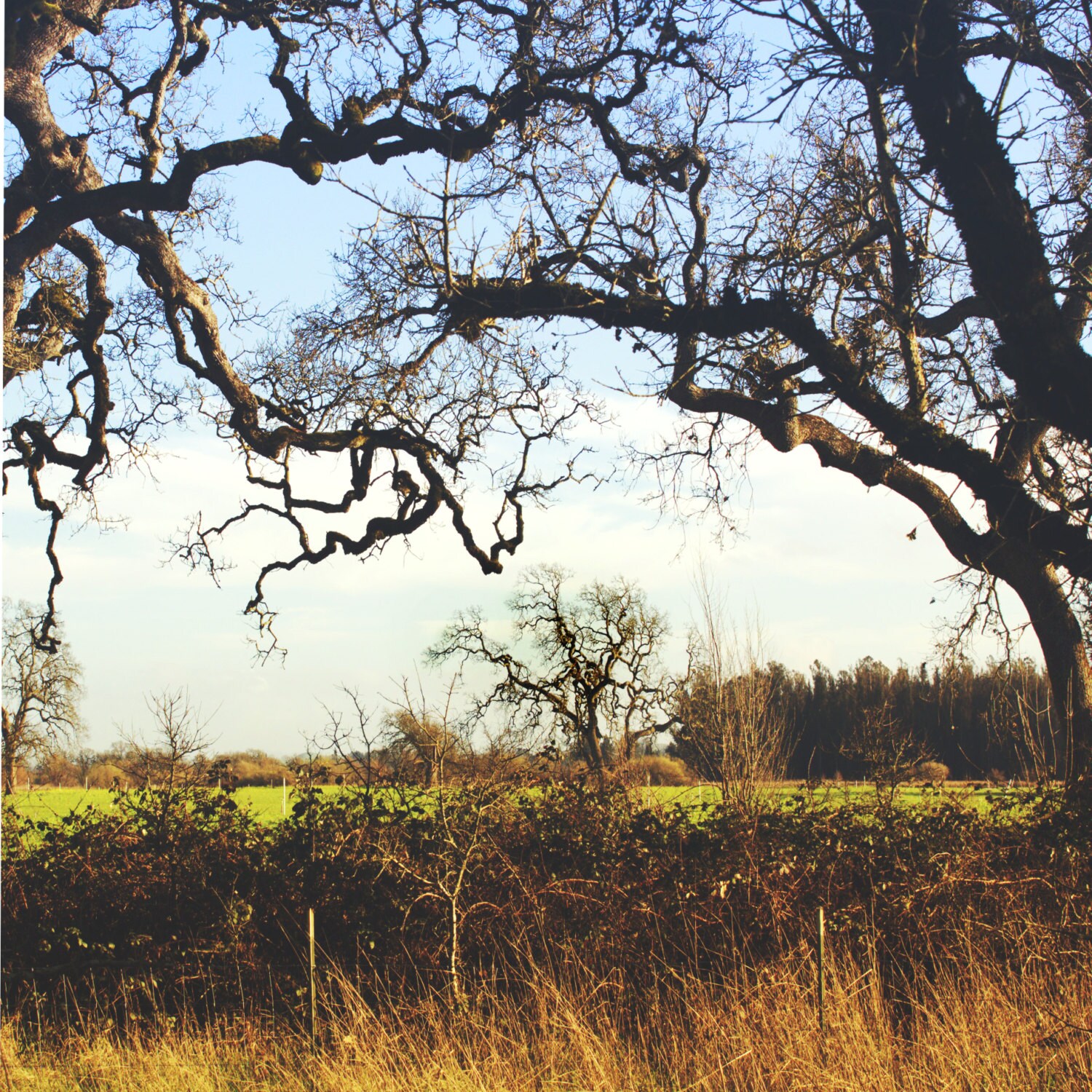 Oak Tree Photography Print, Rural Country Wall Art, Nature Photography ...