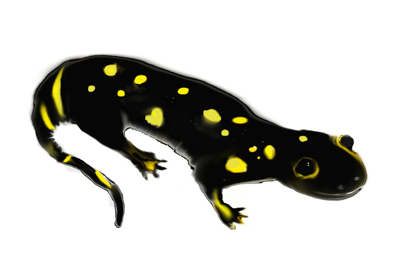 Salamander Art Print, Animal Wall Art, Endangered Species Illustration ...