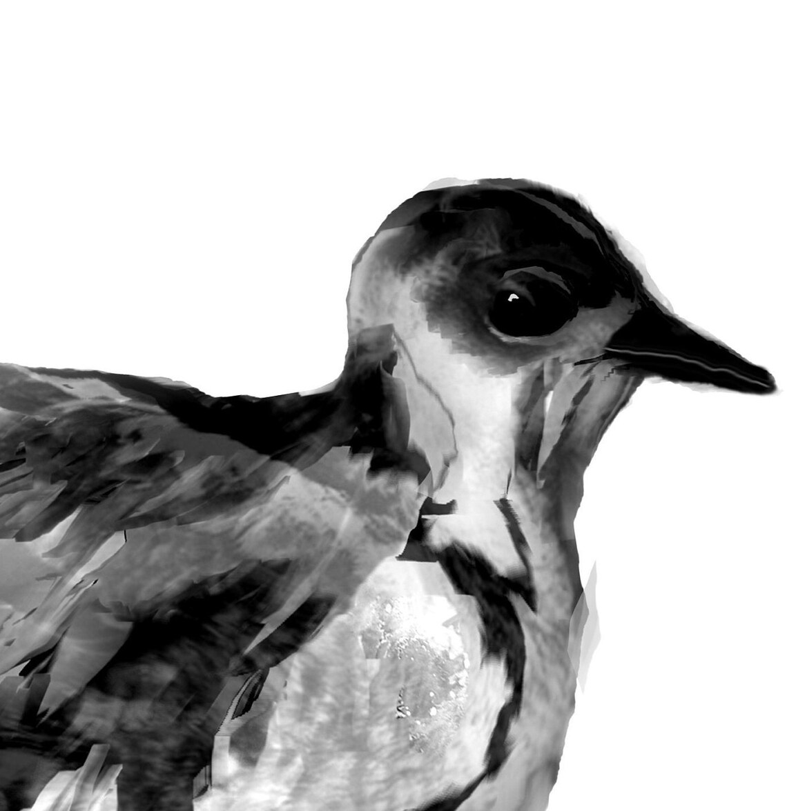 Bird Illustration Art Print, Endangered Species Art, Nature ...