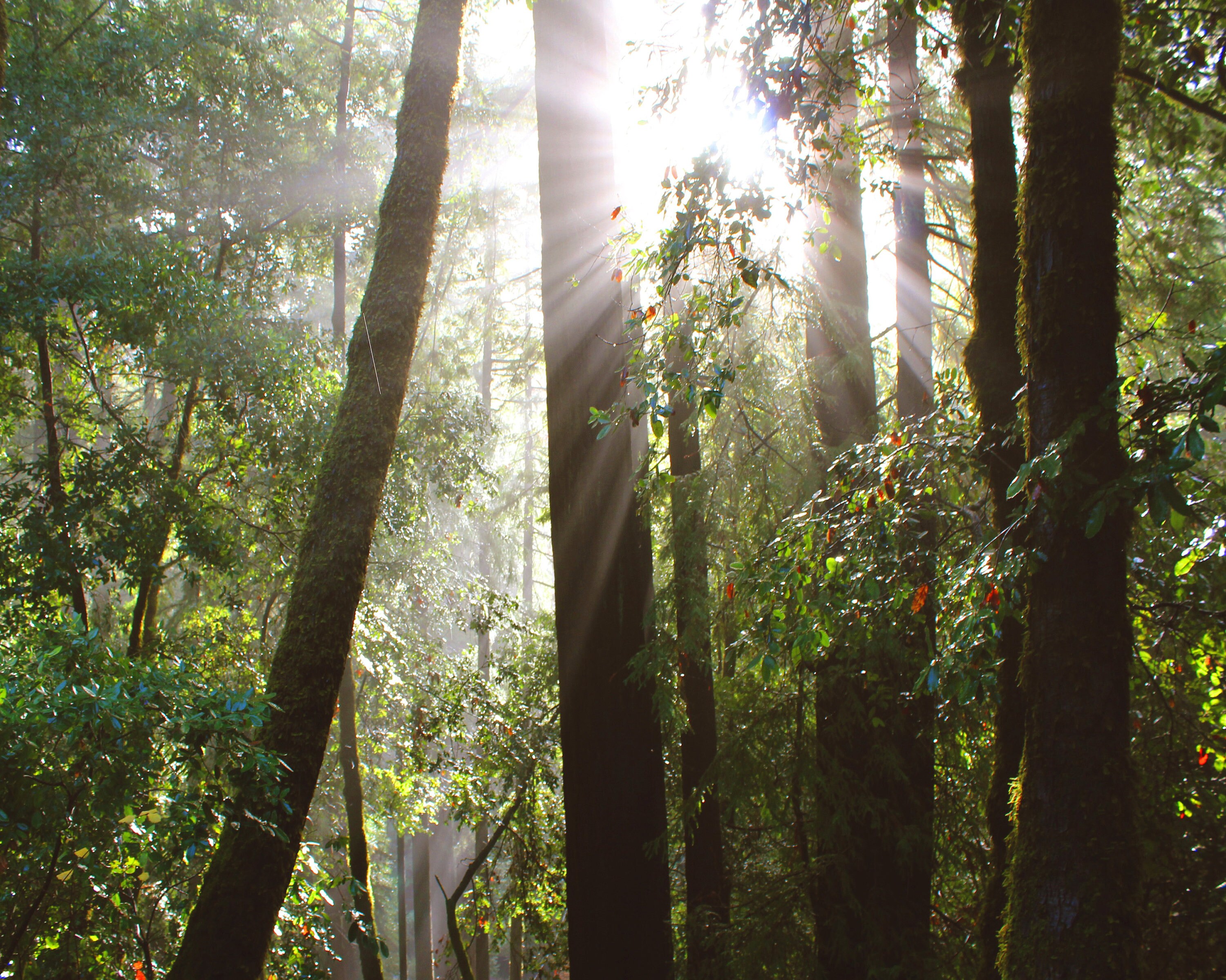 Forest Photography Print, Nature Wall Art, Trees Large Wall Art, Woods ...