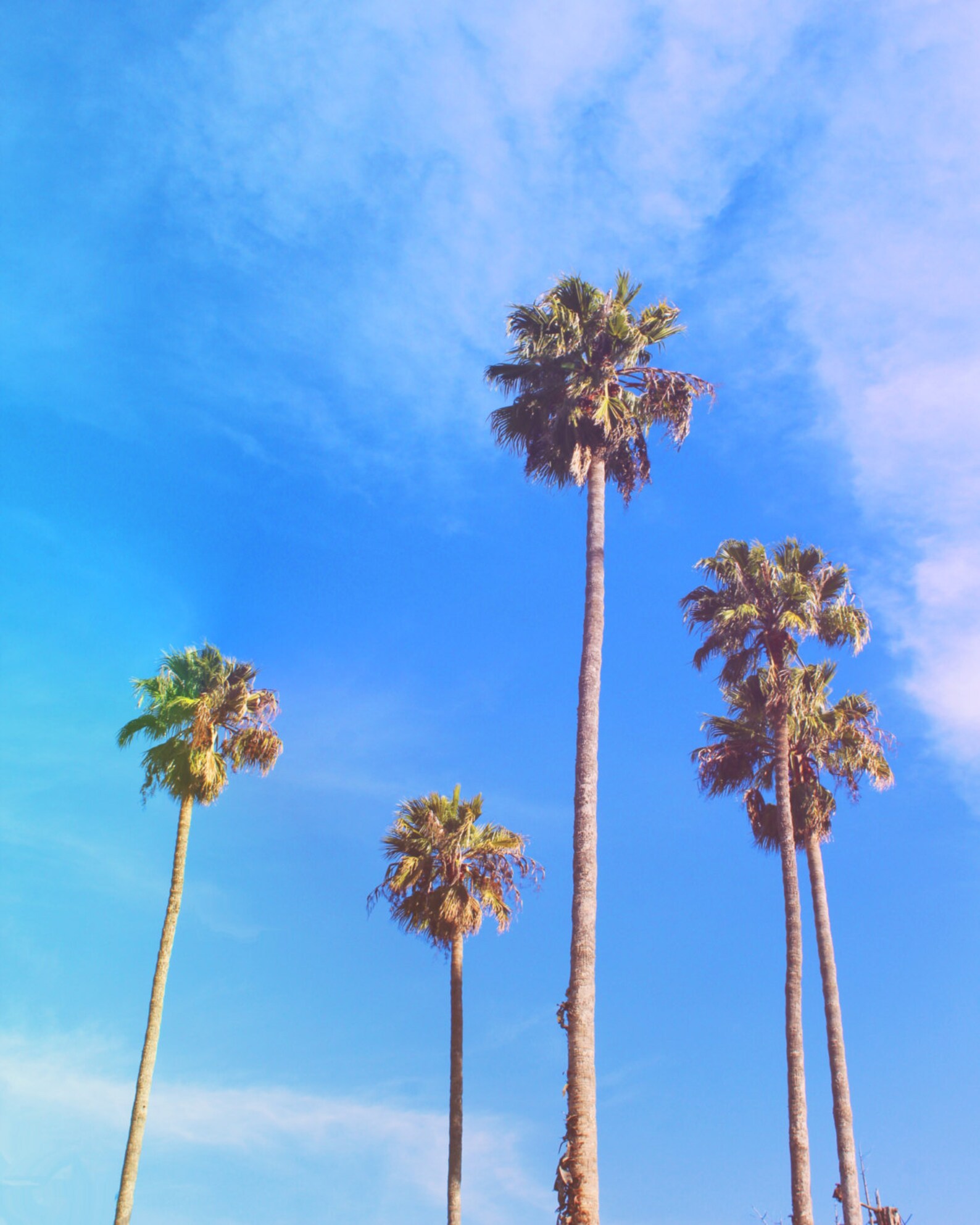 Palm Tree Photography, Beach Art Print, Palm Tree Wall Art, Palm Tree ...