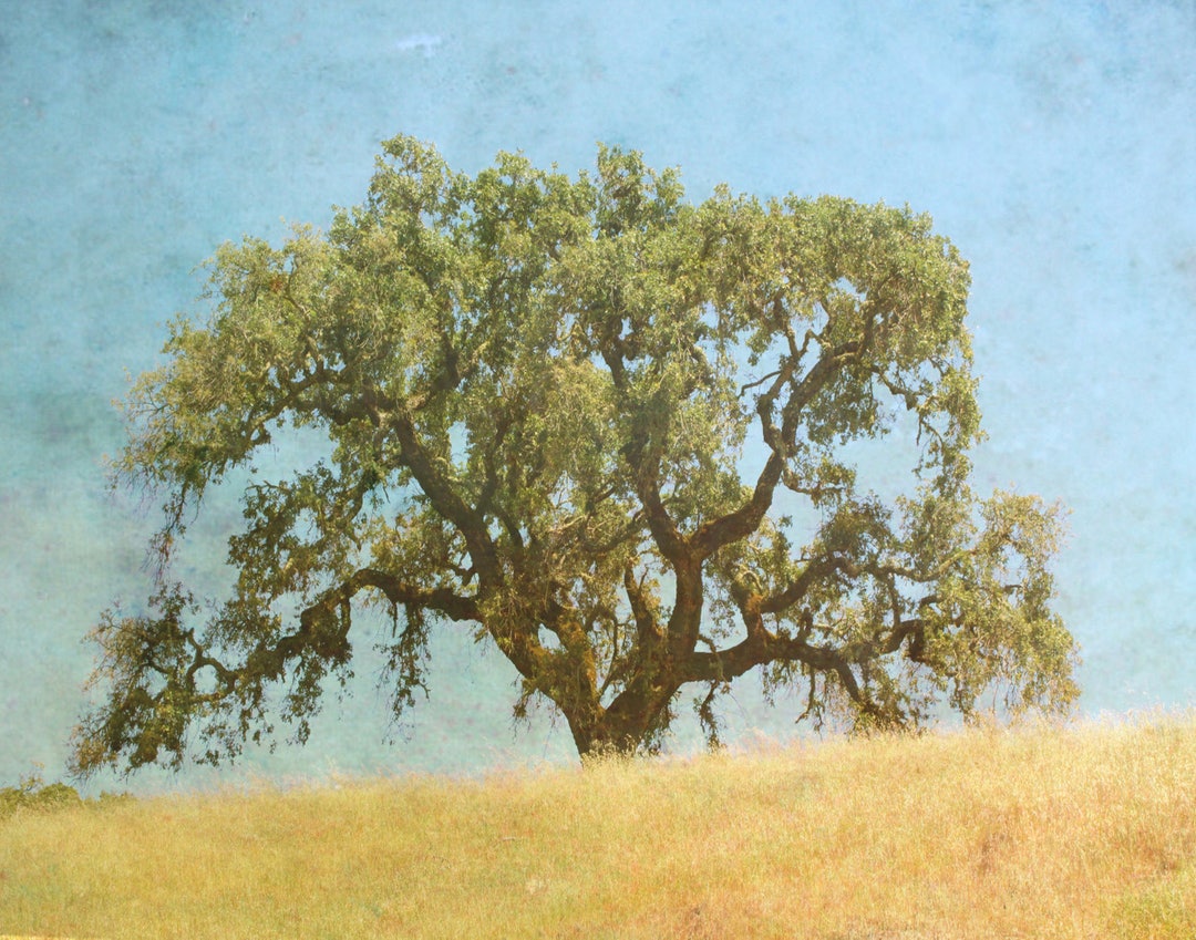 Tree Photography, Nature Wall Art, Oak Tree Art Print, California ...