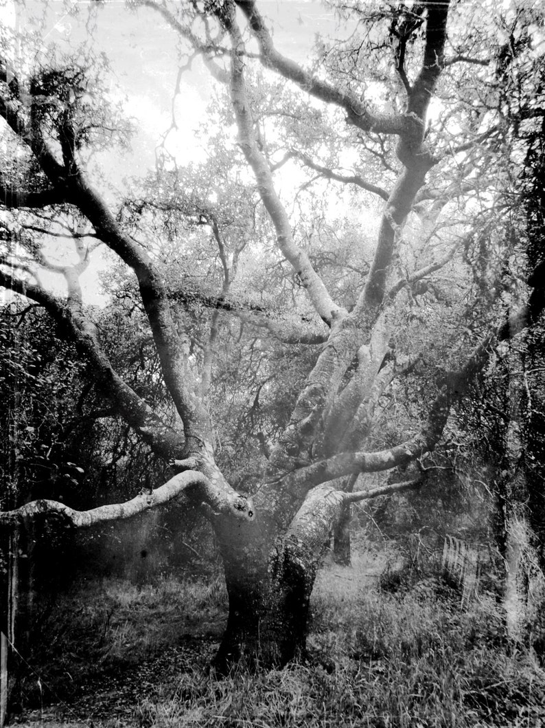 Tree Photography Print, Nature Landscape Art Print, Black White Large ...