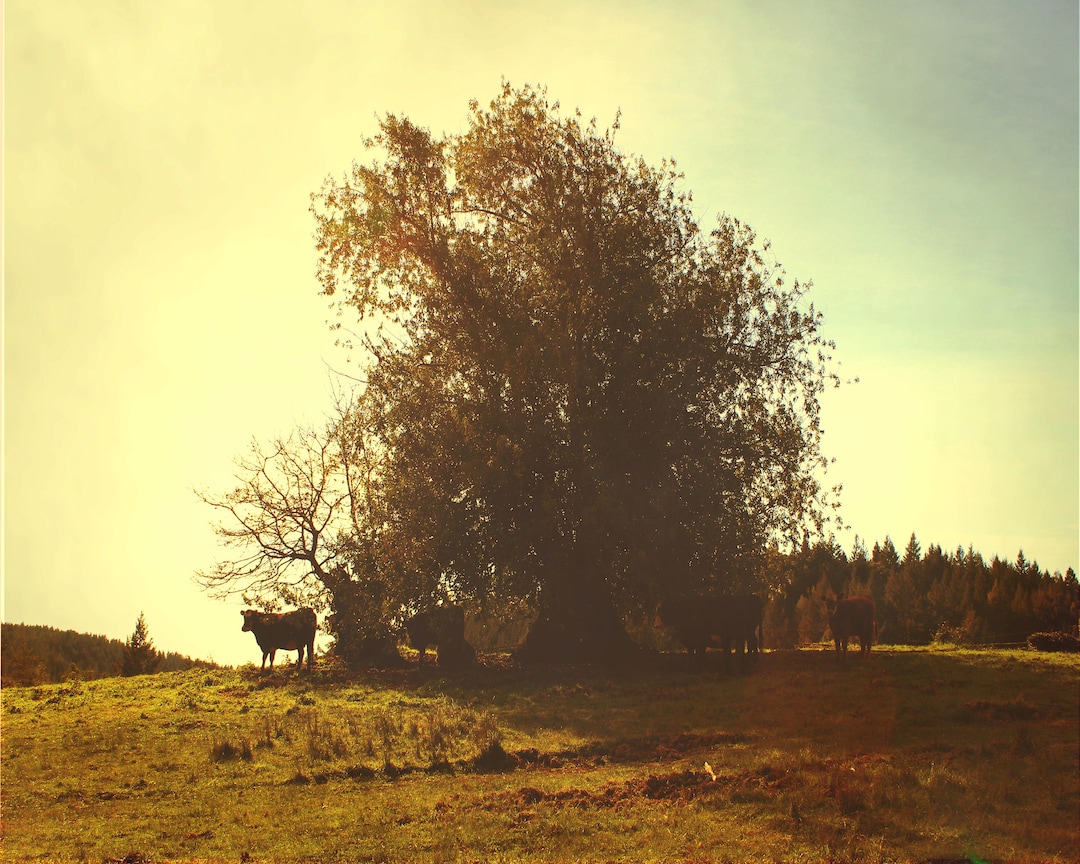 Pastoral Landscape Art Print, Nature Photography Print, Rural Landscape ...