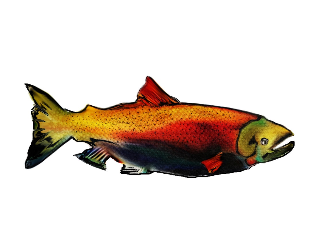 Coho Salmon Art Print, Fish Illustration Print, Endangered Species Art ...