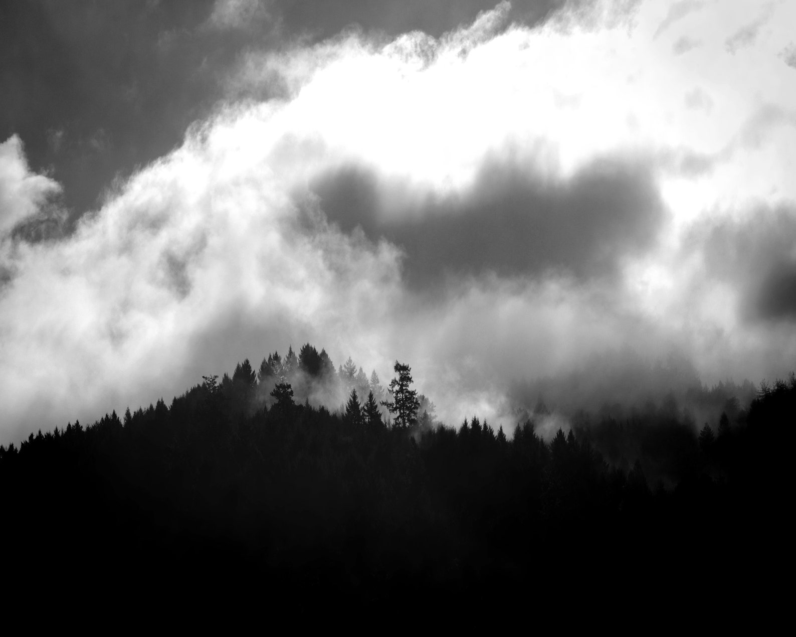 Black and White Landscape Photography, Woods Art Print, Nature Decor ...