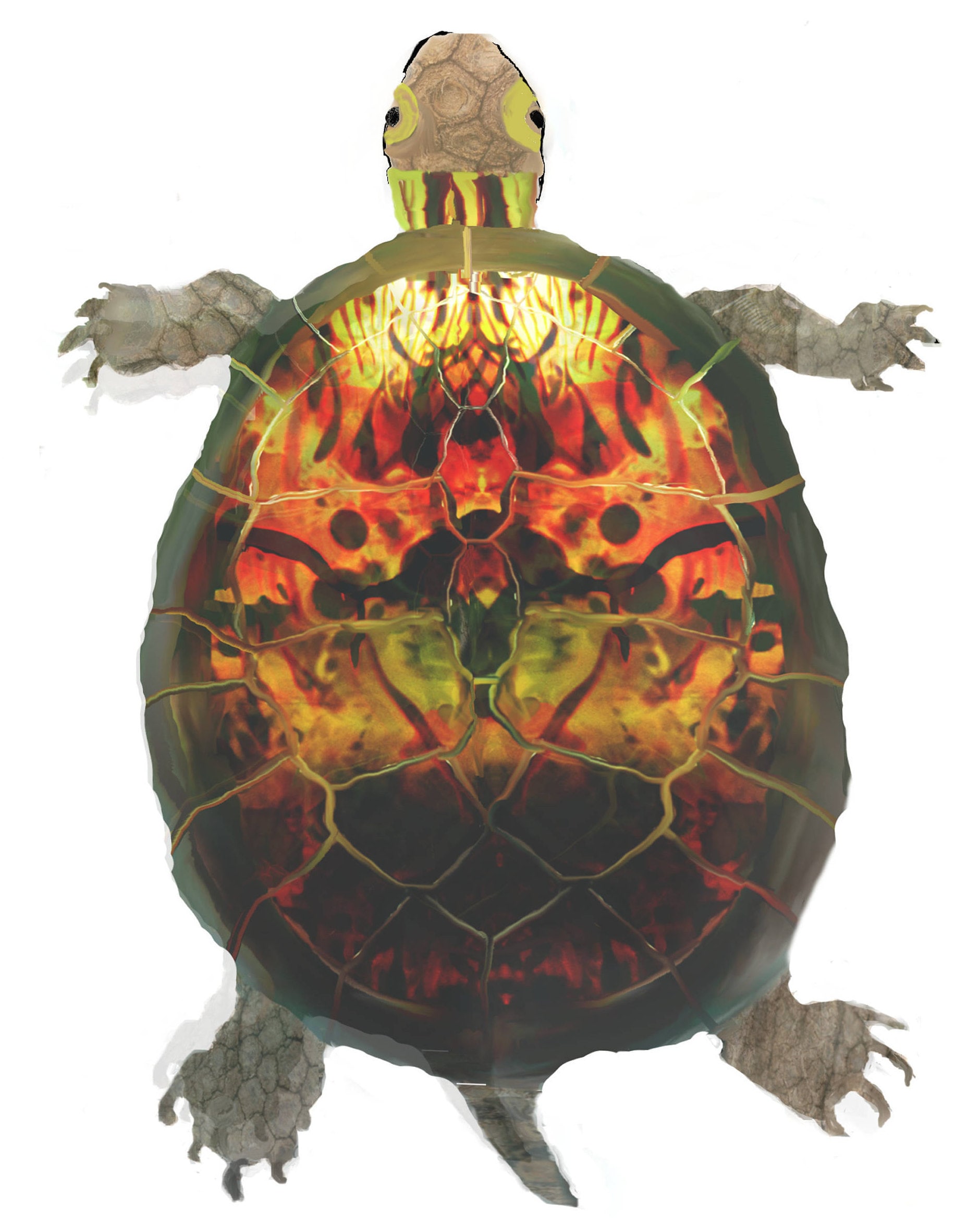 Turtle Art Print, Animal Illustration Print, Endangered Species Art ...