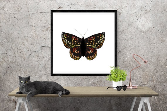 Butterfly Art Print Endangered Species Art Insect Painting - Etsy