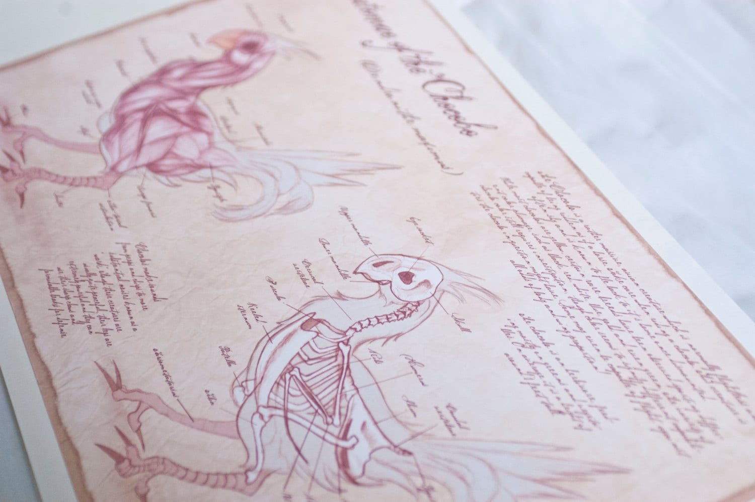 Anatomy of the Chocobo Art Print // Final Fantasy Art // Geeky | Etsy ...