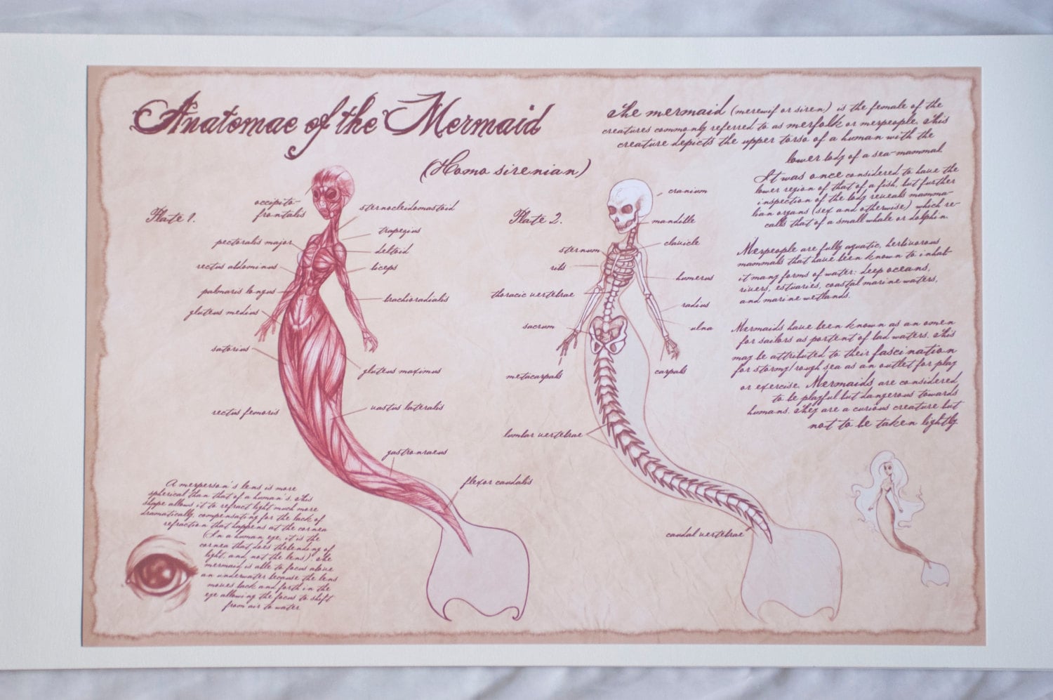 Mermaid Anatomy A Scientific Outlook