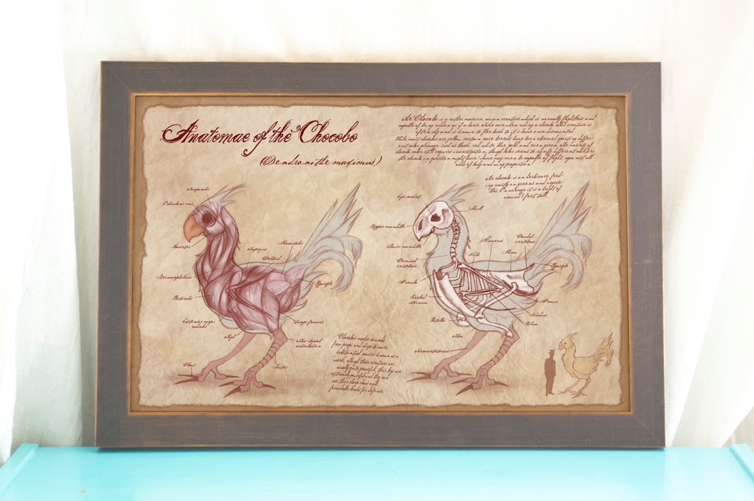 Chocobo Anatomy Art Print: Final Fantasy Geeky Home Decor Prints - Etsy