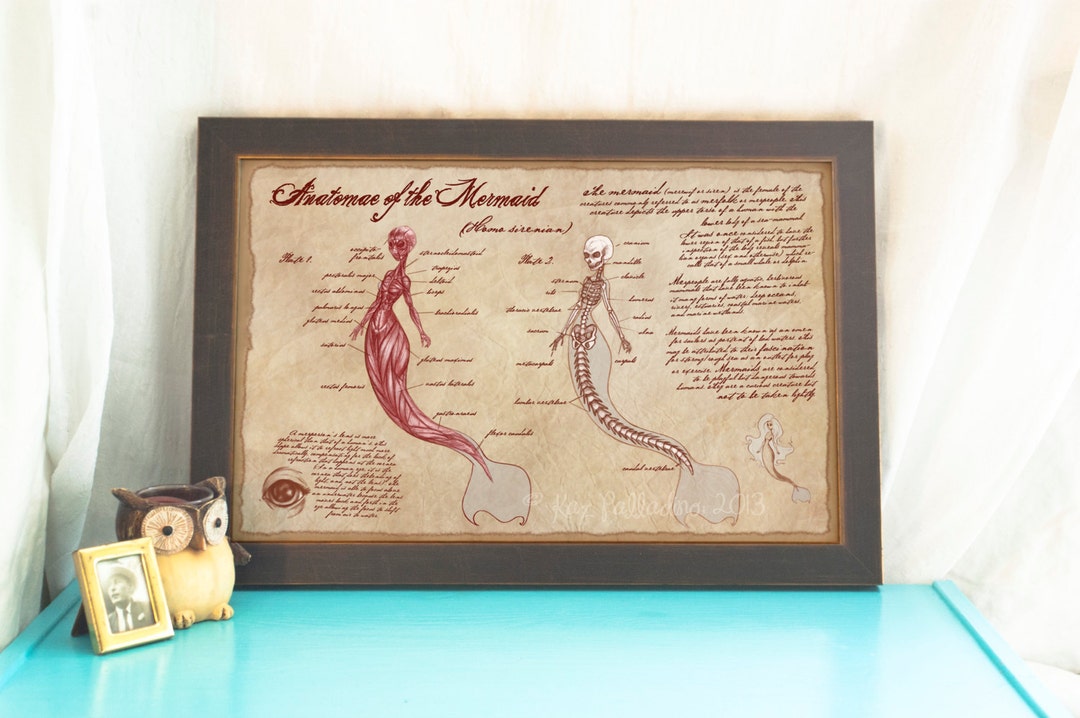 Anatomy of the Mermaid Print // Scientific Illustration // Medical Art ...