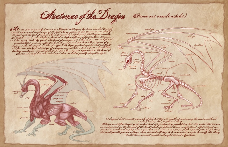Anatomía del dragón // Impresiones de libros de texto - Etsy México