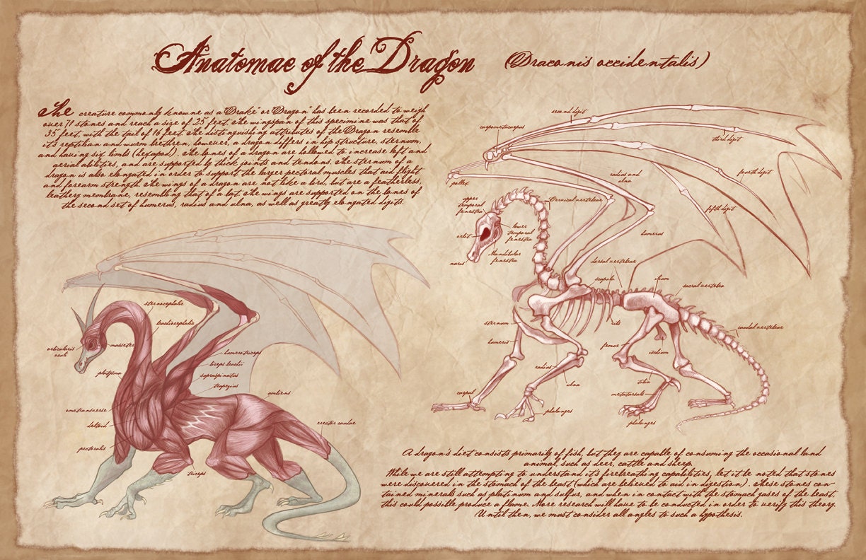 Skyrim Dragon Anatomy