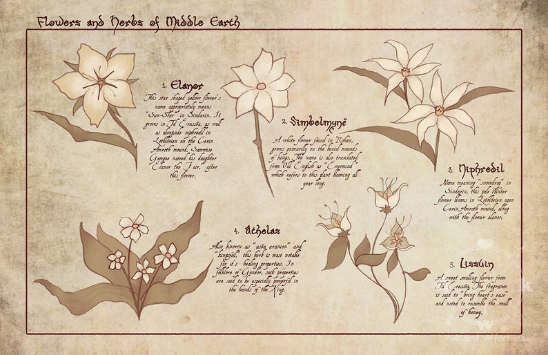 LOTR Botanical Illustration Print, Middle Earth Flowers Art - Etsy