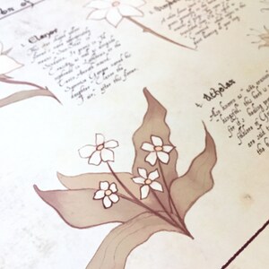 LOTR Botanical Illustration Print, Middle Earth Flowers Art - Etsy