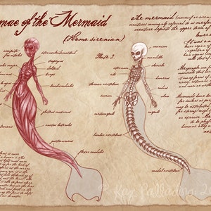 Anatomy of the Mermaid Print // Scientific Illustration // Medical Art ...