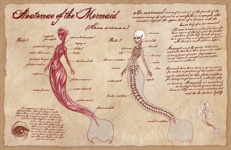 Anatomy of the Mermaid Print // Scientific Illustration // | Etsy