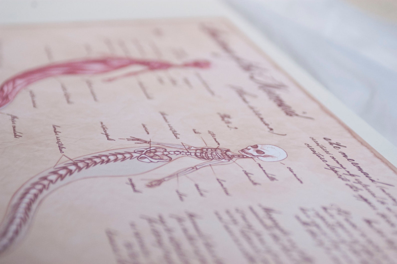 Anatomy of the Mermaid Print // Scientific Illustration // - Etsy Canada