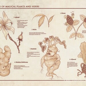 Herbology Studies // Botanical Chart // Magical Plants & Herbs Prints ...