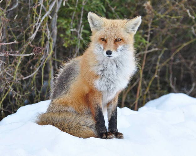 Een vos in de sneeuw rode vos foto dier fotografie Wildlife | Etsy