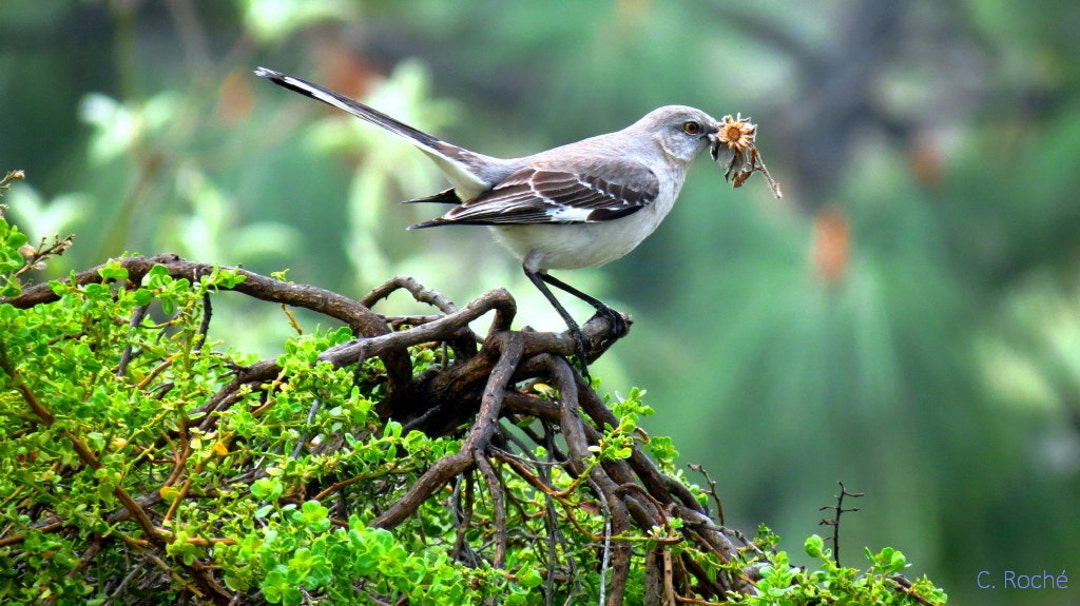 Mocking Bird by Catherine Roché, California Bird Photography, Spring ...